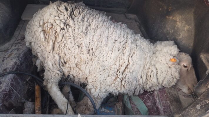 Llevaban una oveja atada en el baúl del auto | Chubut Hoy